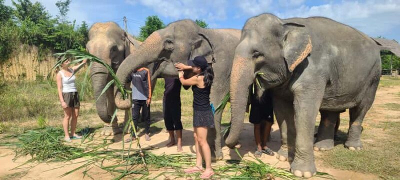 Siem Reap: Elephant Sanctuary Guided Tour - In-Depth Look at the Itinerary