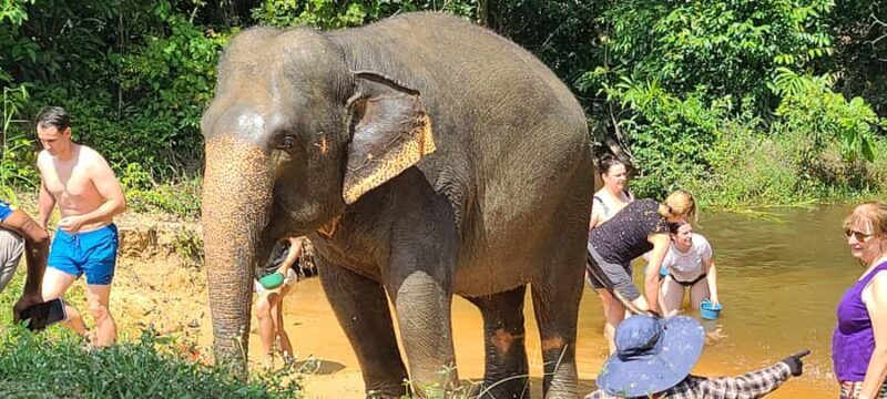 Siem Reap: Elephant Sanctuary Guided Tour - The Sum Up