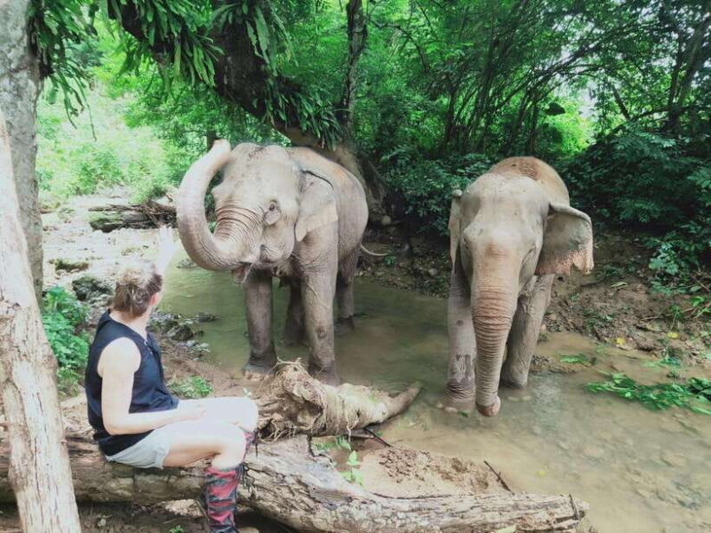 Siem Reap: Elephants & Apopo Rat Demining Private Trip - Key Points