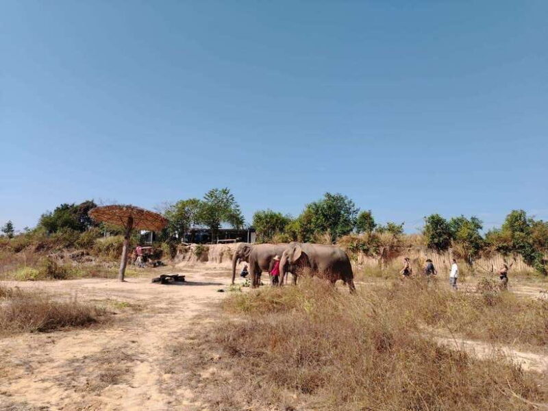 Siem Reap: Elephants & Apopo Rat Demining Private Trip - A Detailed Look at the Experience