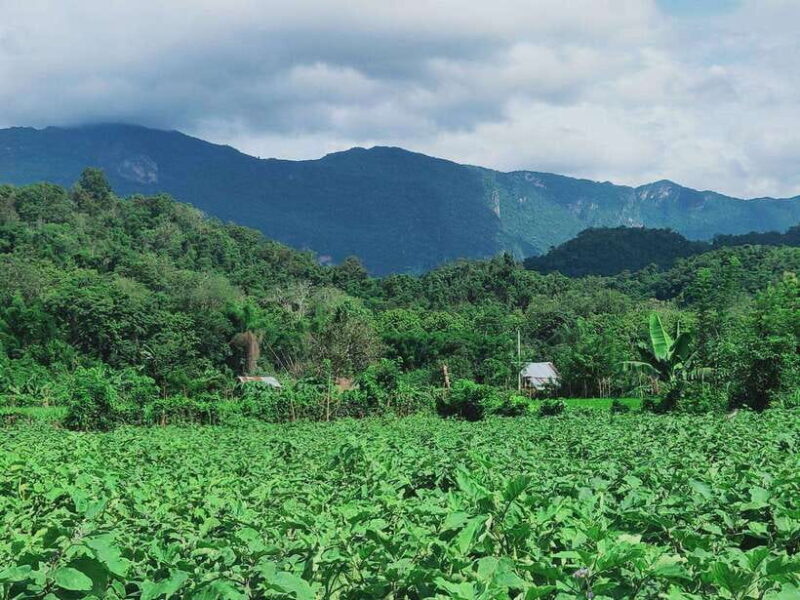 Siem Reap: Elephants & Apopo Rat Demining Private Trip - Cost and Value Analysis