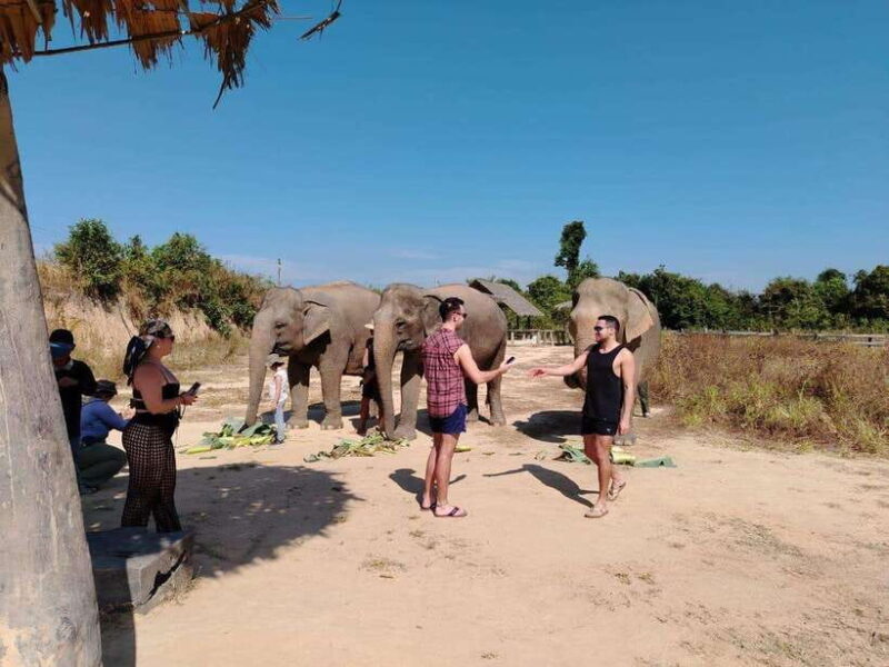 Siem Reap: Elephants & Apopo Rat Demining Private Trip - The Sum Up: Who Will Love This Tour?