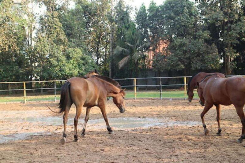 Siem Reap Happy Horse Riding Free Pick-up & Drop-off - Key Points