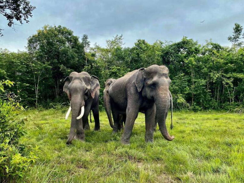 Siem Reap: Kulen Elephant Forest & Tonlesap Lake - The Itinerary: What to Expect