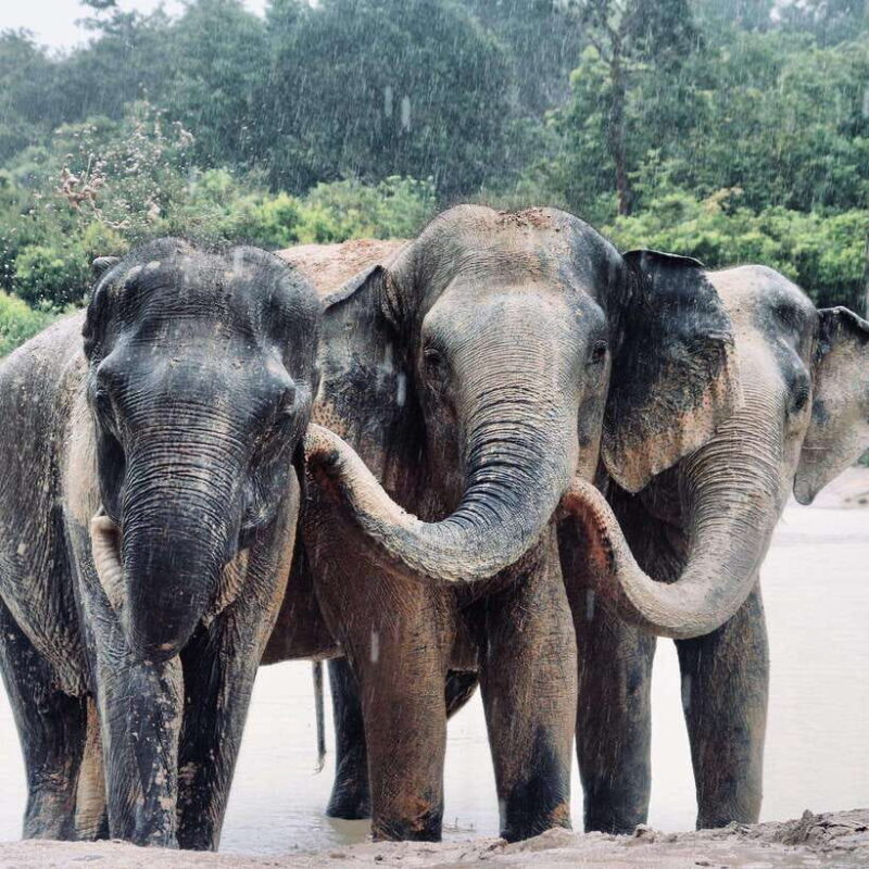 Siem Reap: Kulen Elephant Forest & Tonlesap Lake - The Sum Up: Is This Tour Right for You?