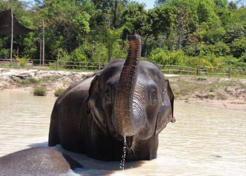 Siem Reap: Kulen Elephant Forest & Tonlesap Lake - FAQ — Your Practical Questions Answered