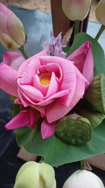 Siem Reap: Lotus Silk Farm - Guided Visit & 3 Craft Workshop - Discovering the Lotus Silk Farm