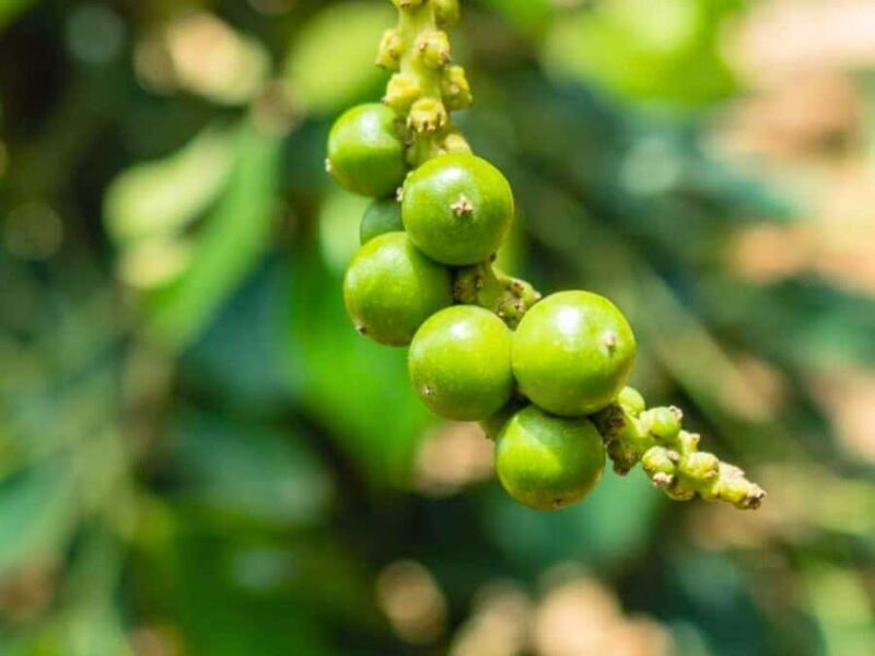 Siem Reap Night Food Adventure with Local Chef - Who Will Love This Tour?