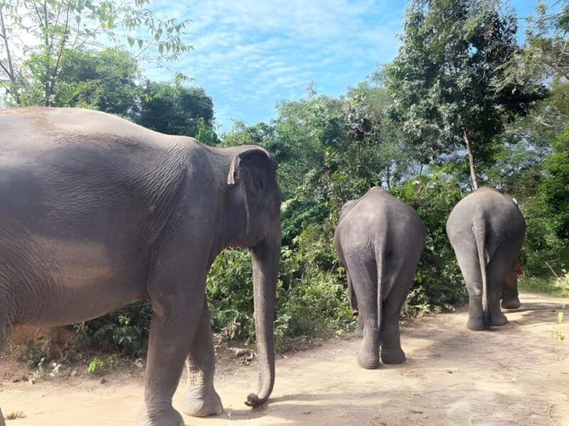 Siem Reap: Phnom Kulen & Elephant Sanctury Private Tour - The Sum Up