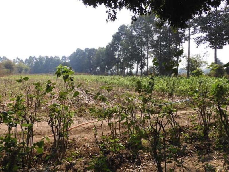 Siem Reap: Prek Toal Bird Colony, Silk Farm & Cooking - FAQs