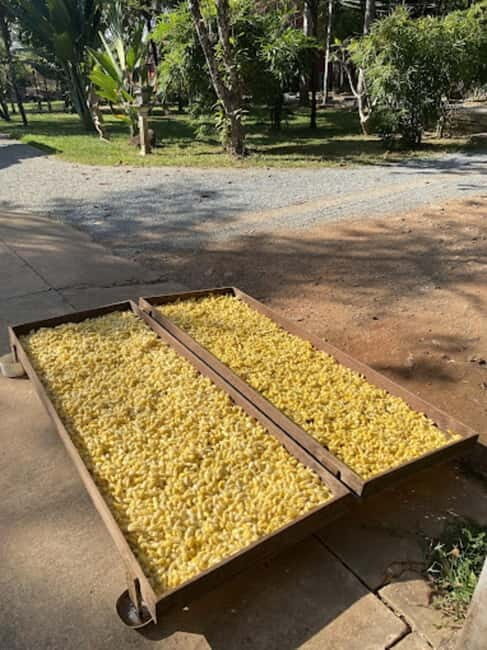 Siem Reap: Prek Toal Bird Colony, Silk Farm & Cooking - Final Thoughts