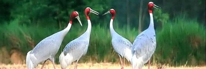 Siem Reap: Prek Toal Tonle Sap Biosphere Reserve Tour - FAQs