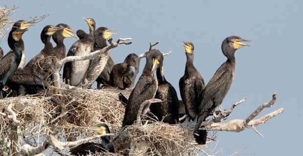 Siem Reap: Prek Toal Tonle Sap Biosphere Reserve Tour - Final Word
