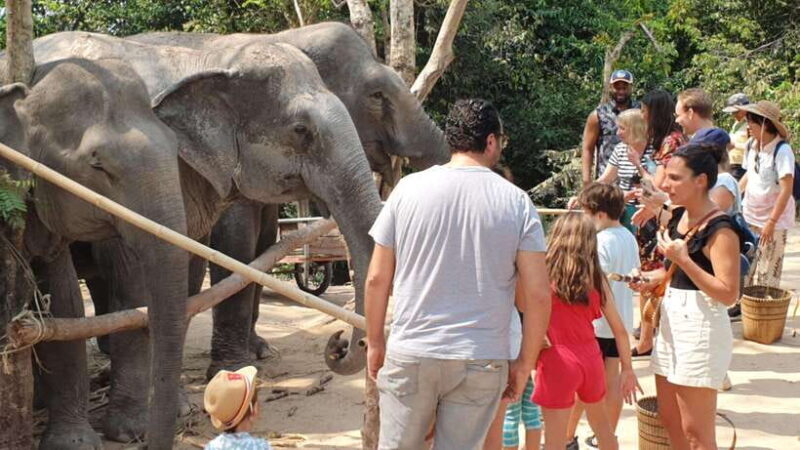 Siem Reap: Small Group Tour of Kulen Elephant Forest - Key Points