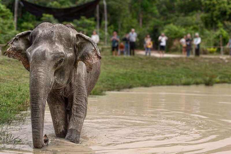 Siem Reap: Small Group Tour of Kulen Elephant Forest - Who Will Love This Tour?