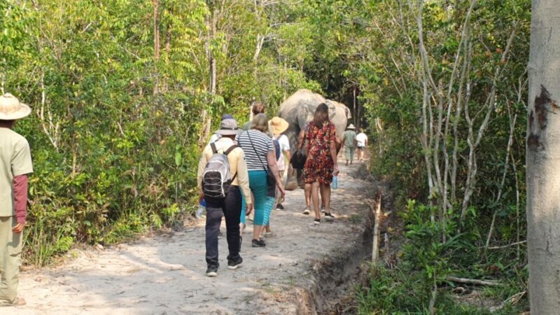 Siem Reap: Small Group Tour of Kulen Elephant Forest - Practical Details That Matter