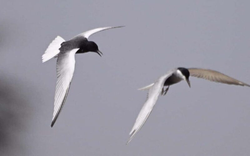 Siem Reap: Sunrise Bird Watching Tour with Guide - The Sum Up