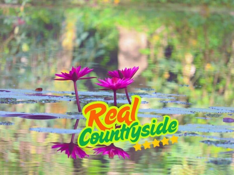 Siem Reap to Battambang: Train Ride, Lunch & Bat Caves - Why This Tour Stands Out