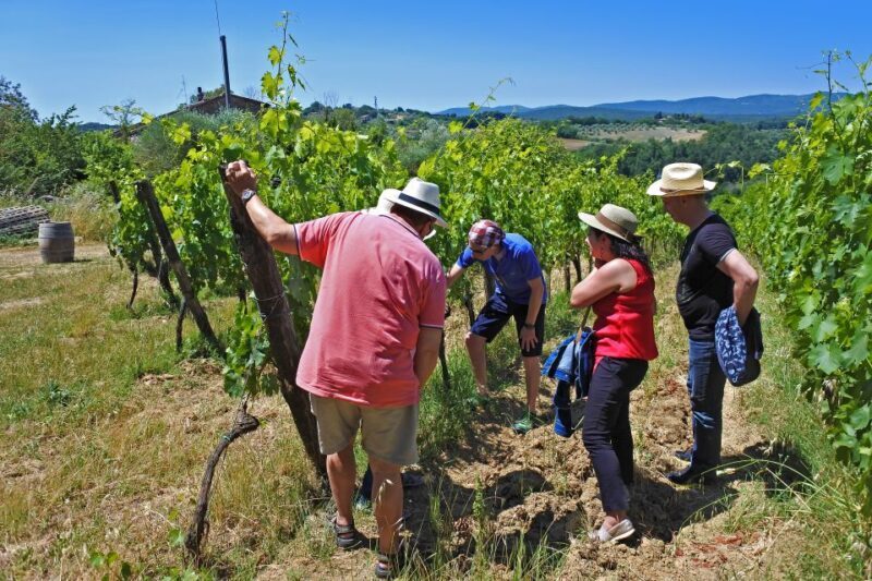 Siena: Educational Wine Tour & Tasting - An In-Depth Look at the Siena Wine Experience