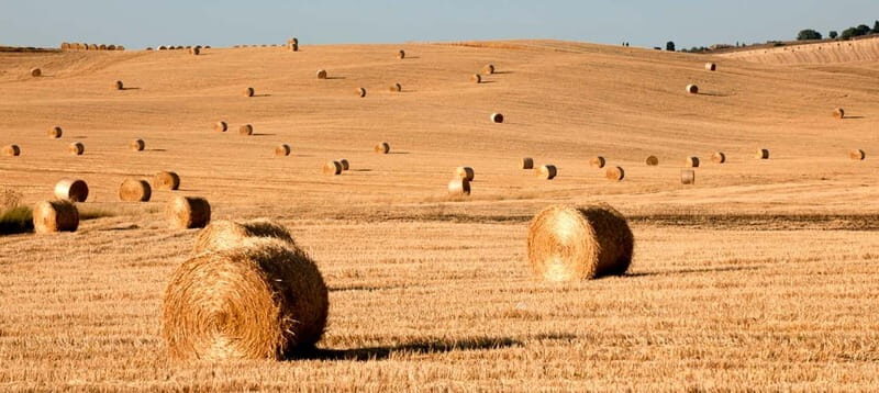 Siena: Guided visit of the city in German - A Detailed Look at What the Tour Offers