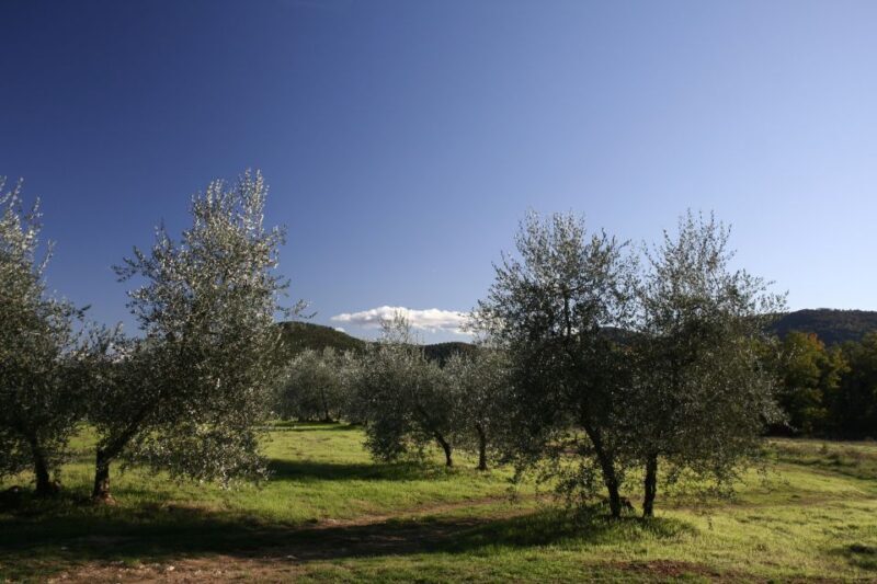 Siena: Half-day Guided Hike to Monteriggioni - A Scenic Walk Through Tuscan History