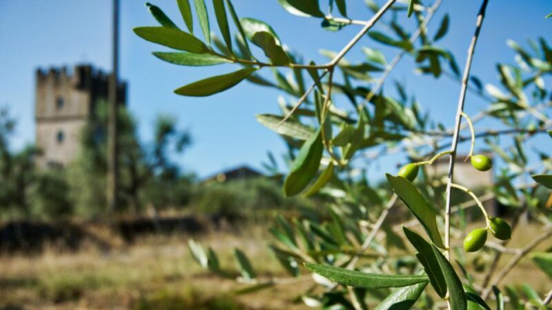Siena: Half-day Guided Hike to Monteriggioni - Who Will Love This Tour?