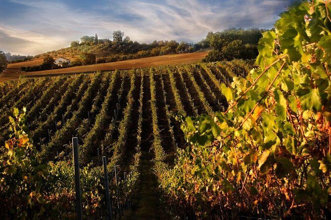 Siena San Gimignano lunch and wine tasting Full day from Rome - Key Points