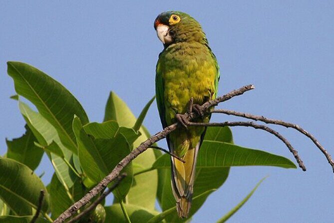 SIerra Madre Highland bird and Tuito - What To Expect During the Tour