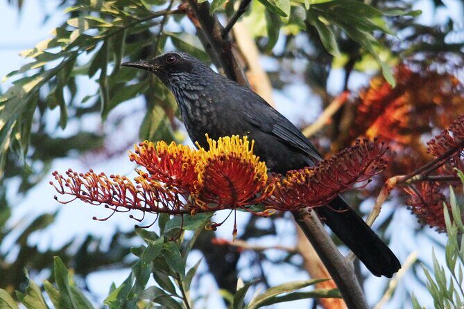 SIerra Madre Highland bird and Tuito - Photography and Wildlife Viewing