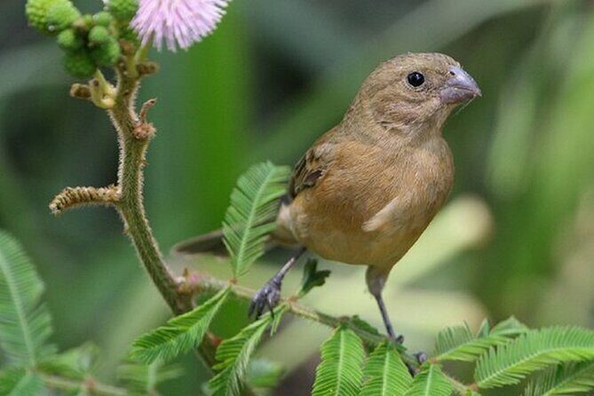 SIerra Madre Highland bird and Tuito - Price and Value