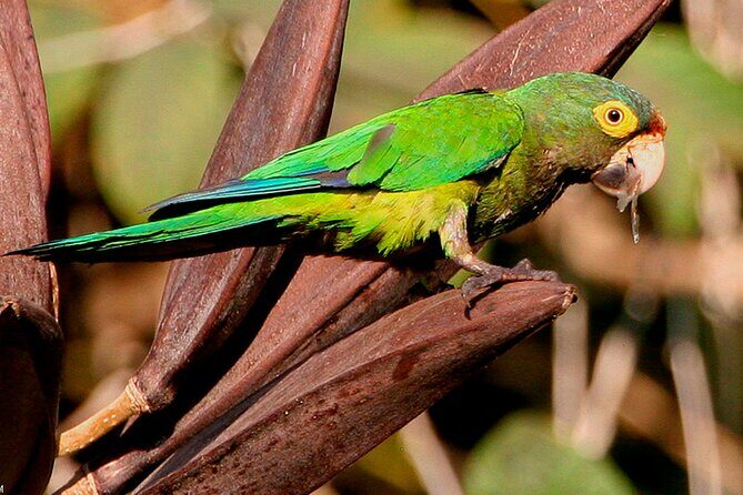 SIerra Madre Highland bird and Tuito - Who Will Appreciate This Tour?
