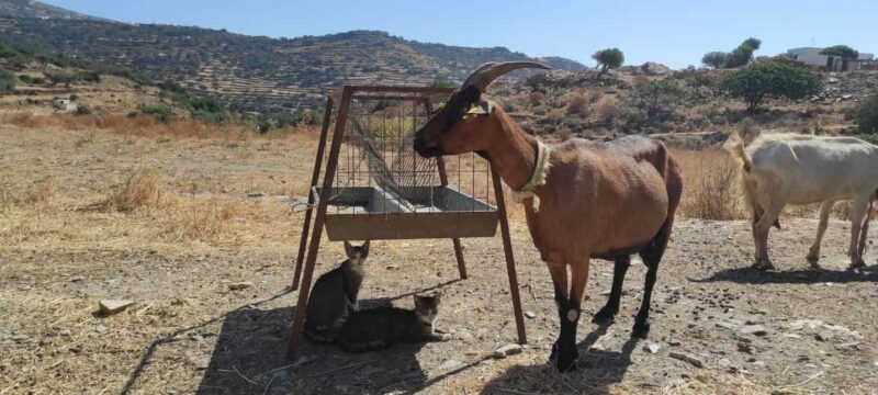 Sifnos: Goat Milking, Cheese-Making & Traditional Dinner - Key Points