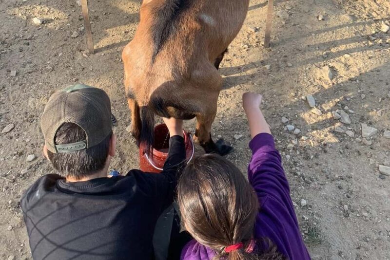 Sifnos: Goat Milking, Cheese-Making & Traditional Dinner - The Goat Milking Experience