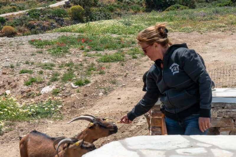 Sifnos: Goat Milking, Cheese-Making & Traditional Dinner - Practical Details & Logistics