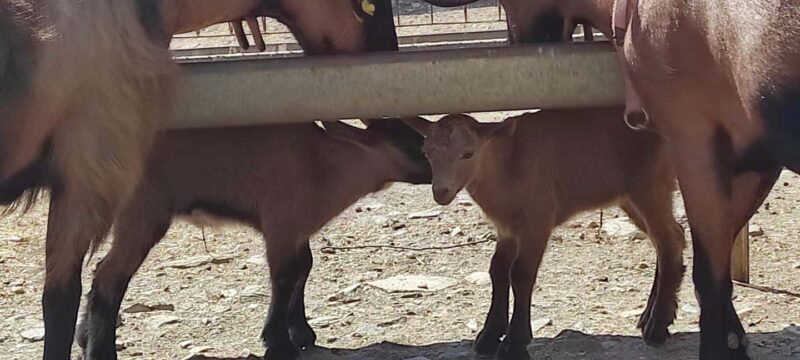 Sifnos: Goat Milking, Cheese-Making & Traditional Dinner - The Experience That Feels Truly Local