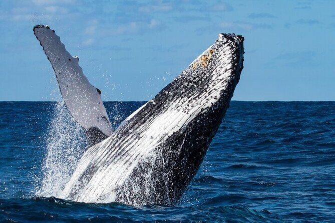 Sighting DE Marine Mammals and Snorkeling - Snorkeling in Underexplored Reefs