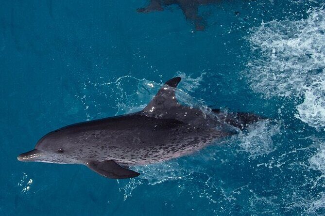 Sighting DE Marine Mammals and Snorkeling - What Makes This Tour Stand Out?