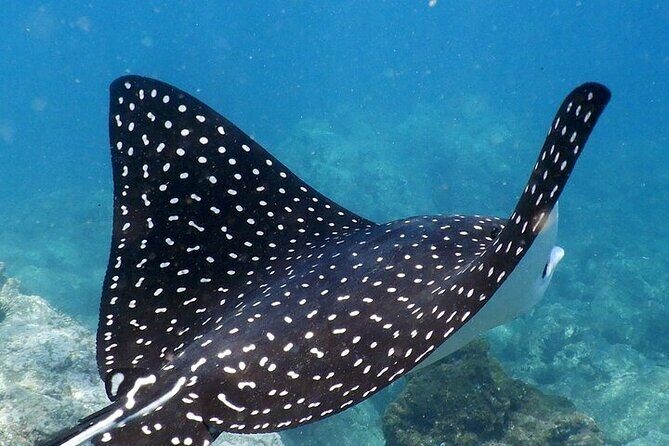 Sighting DE Marine Mammals and Snorkeling - Real-World Insights from Past Participants