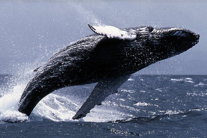 Sighting DE Marine Mammals and Snorkeling - Practical Tips for Your Huatulco Marine Adventure