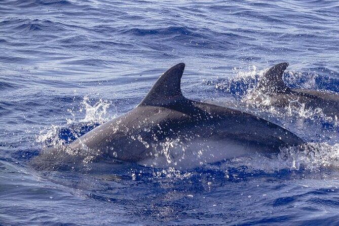 Sighting DE Marine Mammals and Snorkeling - Is This Tour Right for You?