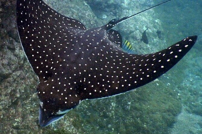 Sighting DE Marine Mammals and Snorkeling - The Sum Up: Worth Considering for Genuine Marine Encounters