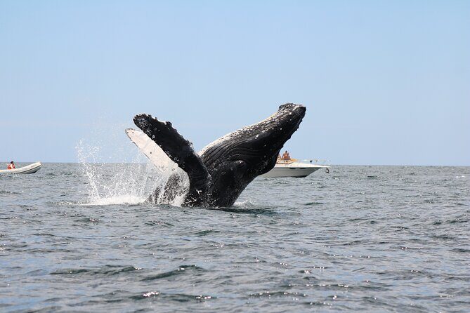 Sighting whale tour in Los Cabos - Key Points