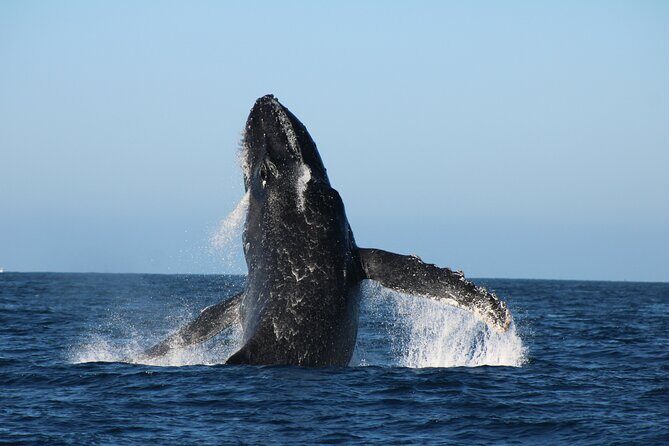 Sighting whale tour in Los Cabos - Detailed Review of the Whale-Watching Experience