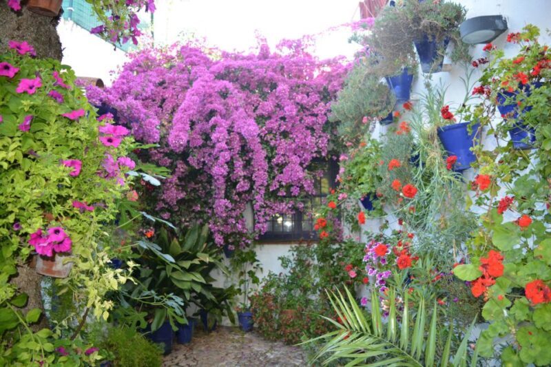 Sights, Sounds, and Scents of Córdoba's Patios - Key Points