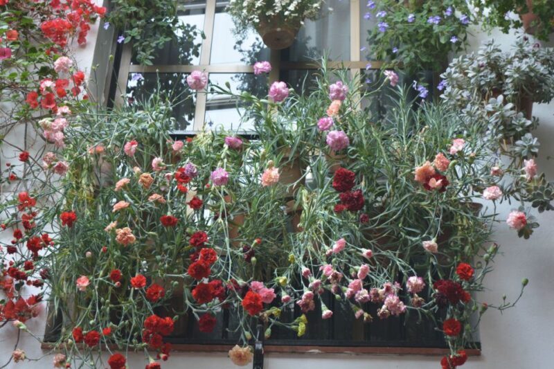 Sights, Sounds, and Scents of Córdoba's Patios - The Itinerary: A Closer Look