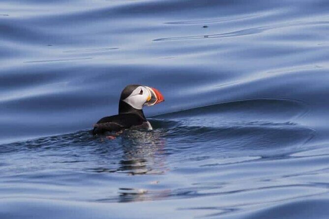 Sightseeing Around Nólsoy to see Puffins - Key Points