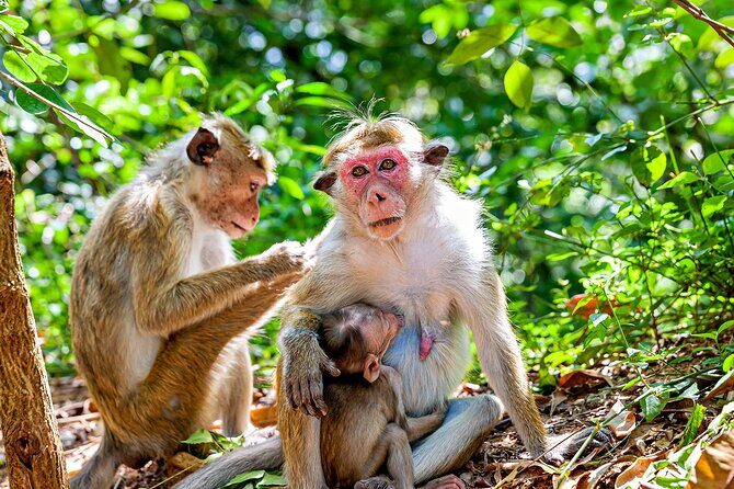 Sigiriya and Dambulla day trip, the cream of Sri Lankan heritage - An in-depth look at the tour experience