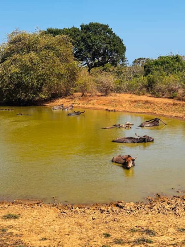Sigiriya, Dambulla, 2 day tour with Minneriya safari - An In-Depth Look at the Tour Experience