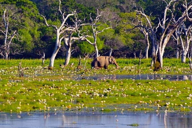 Sigiriya, Dambulla and Habarana Safari , Budget Tour from Colombo - An Introduction to the Tour Experience