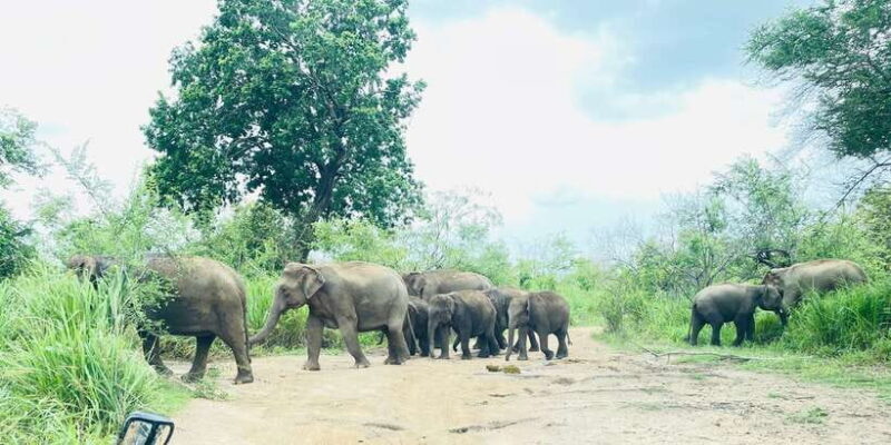 Sigiriya/Dambulla/Habarana: Minneriya National Park Safari - Key Points